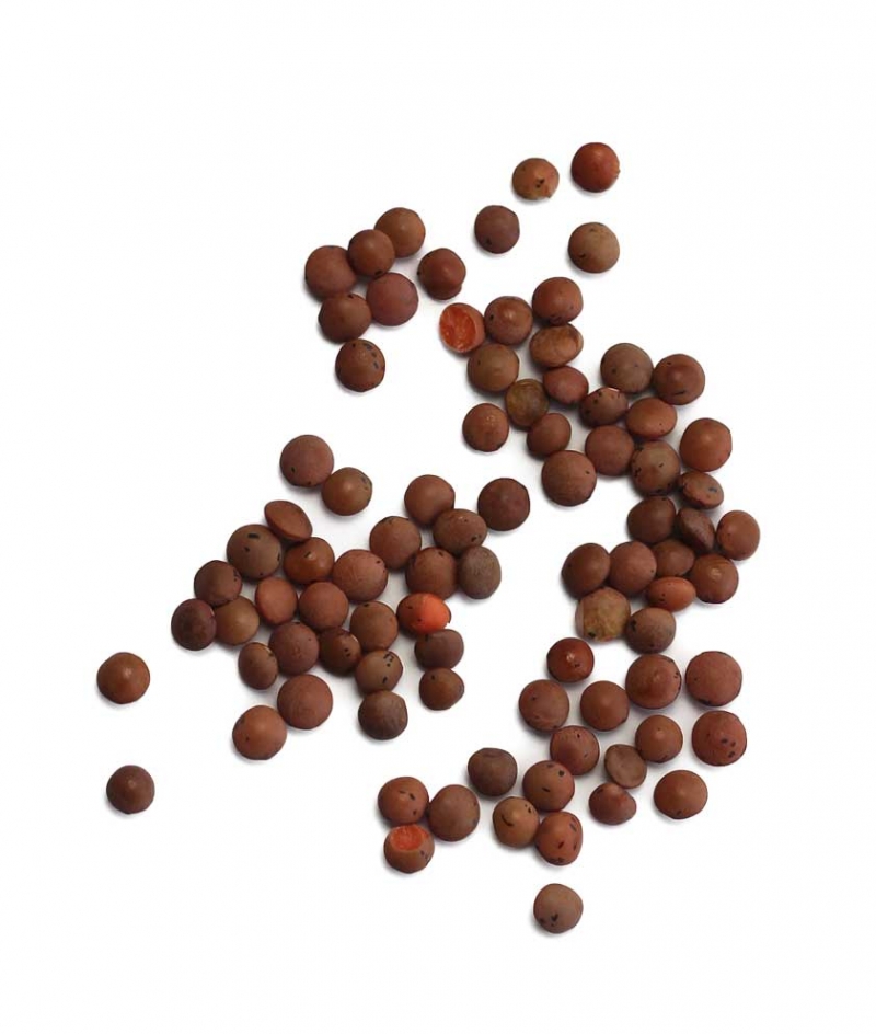 Berglinsen - Bean Beat