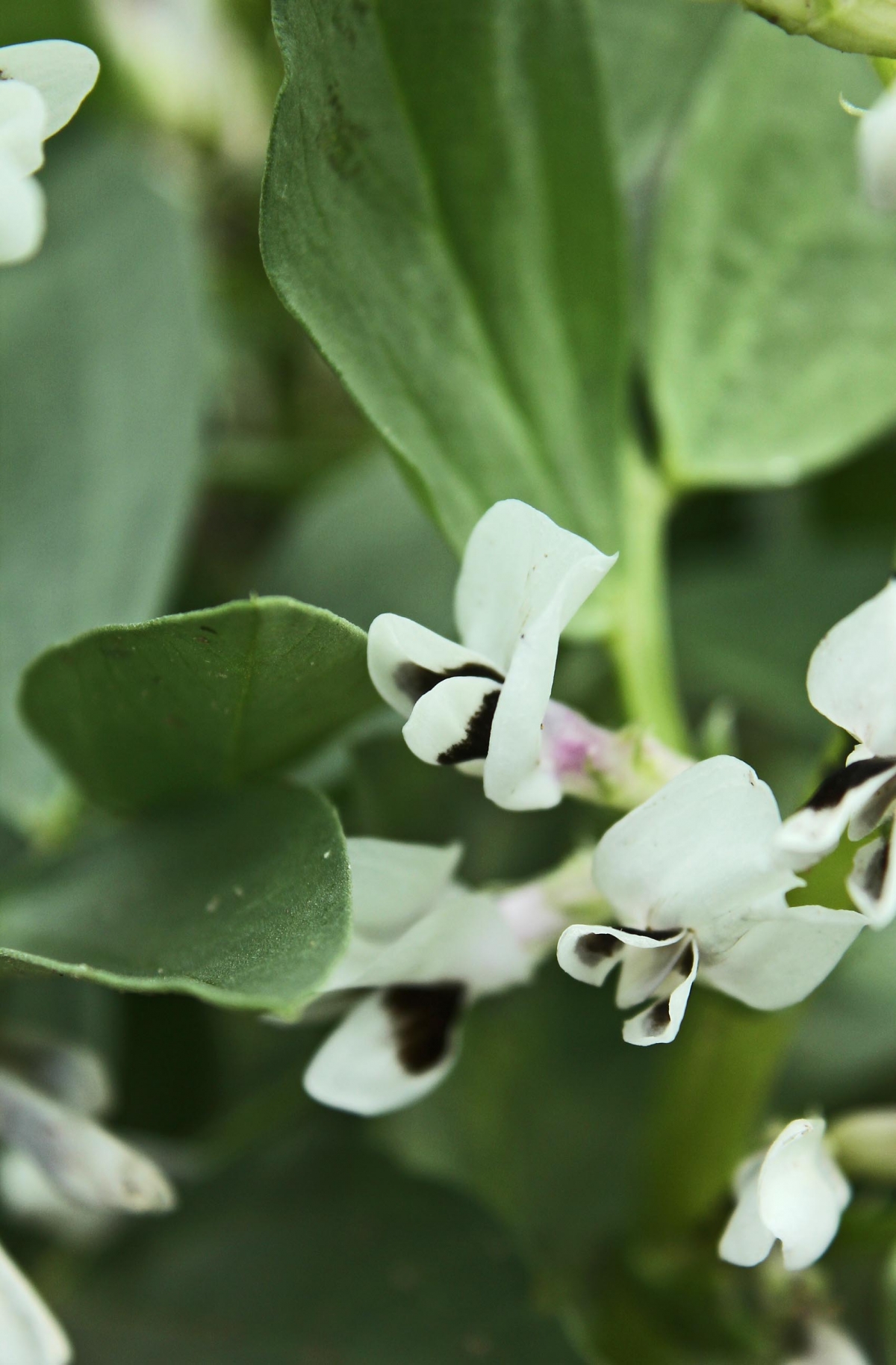 Ackerbohnen im eigenen Garten anpflanzen - So klappt's! - Bean Beat